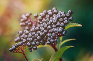 14 of The World's Deadliest Foods