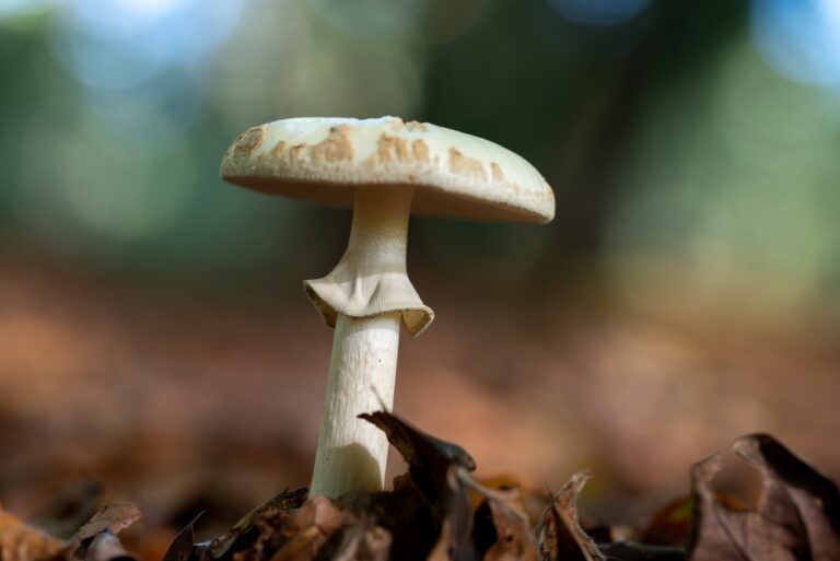 14 of The World's Deadliest Foods