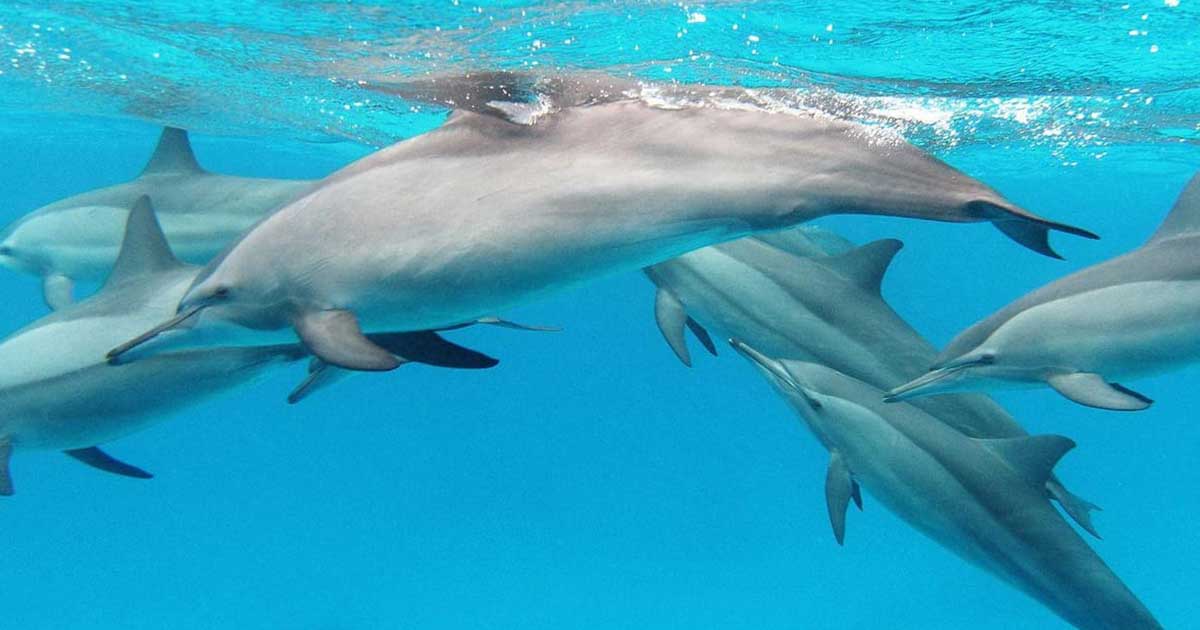 The Dark Side of Dolphins: 8 Surprising Facts : The Hearty Soul