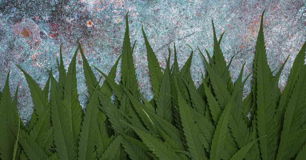 Scientists Have Discovered The Ancient Origins of Cannabis