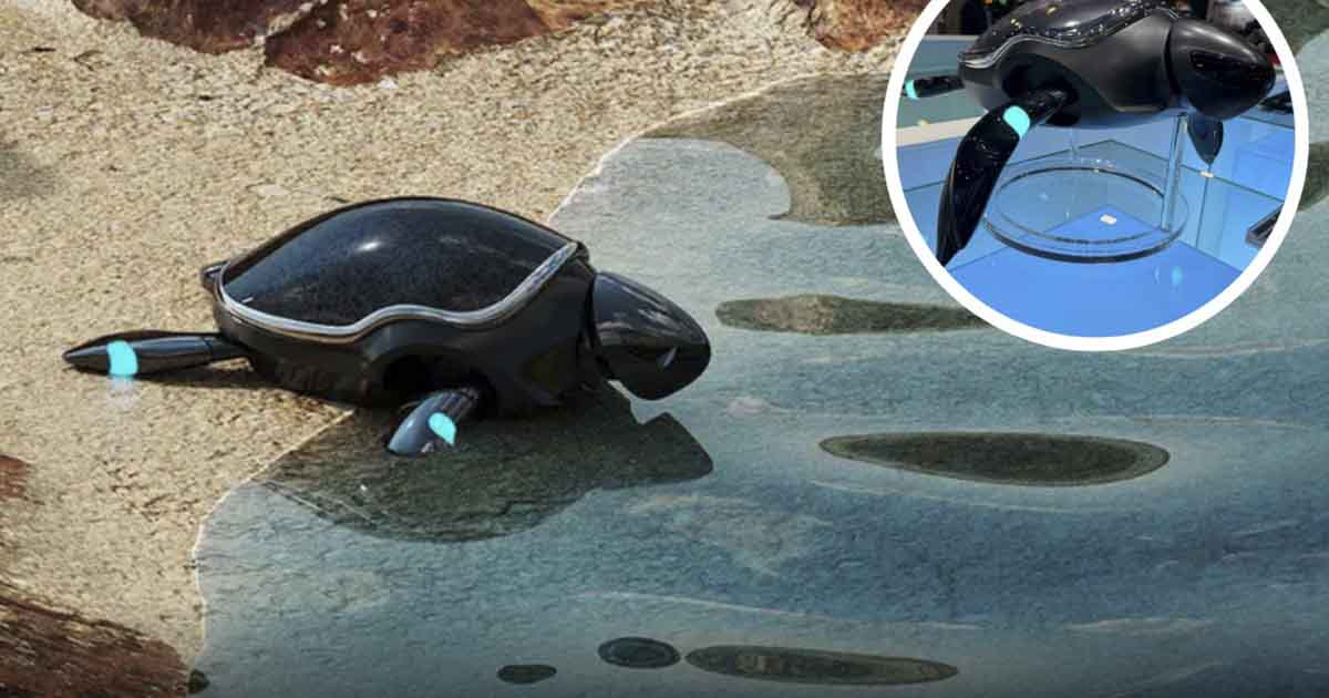 From Pools to the Ocean: Company Designs Robot Turtle for Aquatic ...