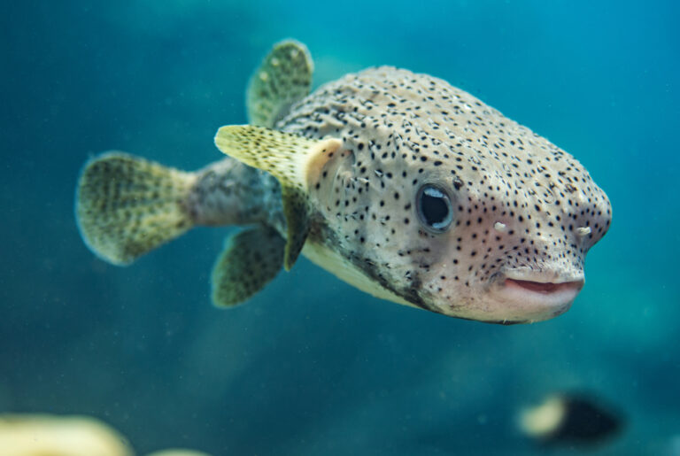 The Dark Side of Dolphins: 8 Surprising Facts