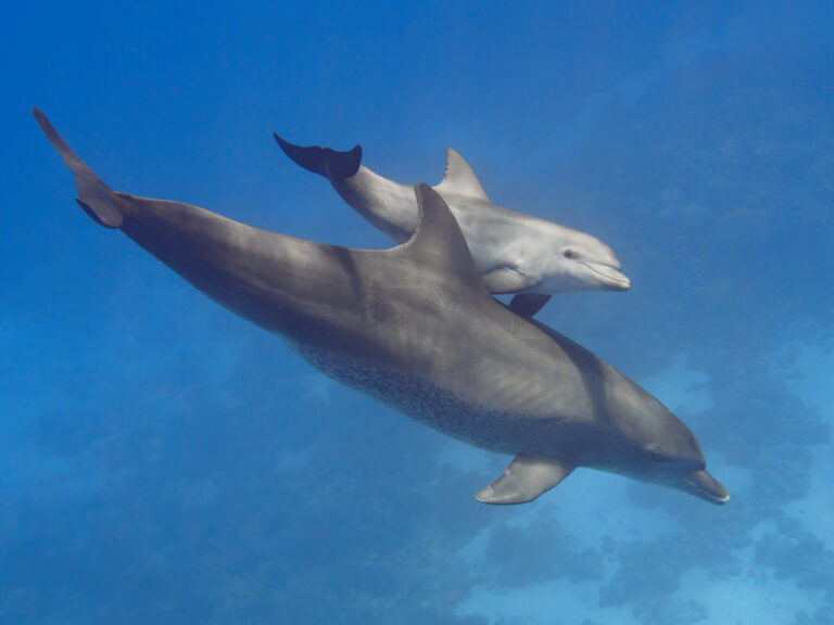The Dark Side of Dolphins: 8 Surprising Facts