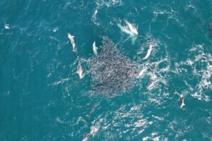 The Dark Side of Dolphins: 8 Surprising Facts