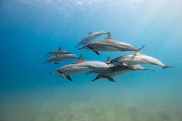 The Dark Side of Dolphins: 8 Surprising Facts