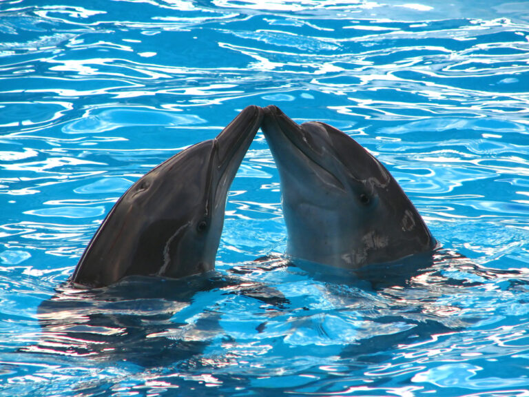 The Dark Side of Dolphins: 8 Surprising Facts