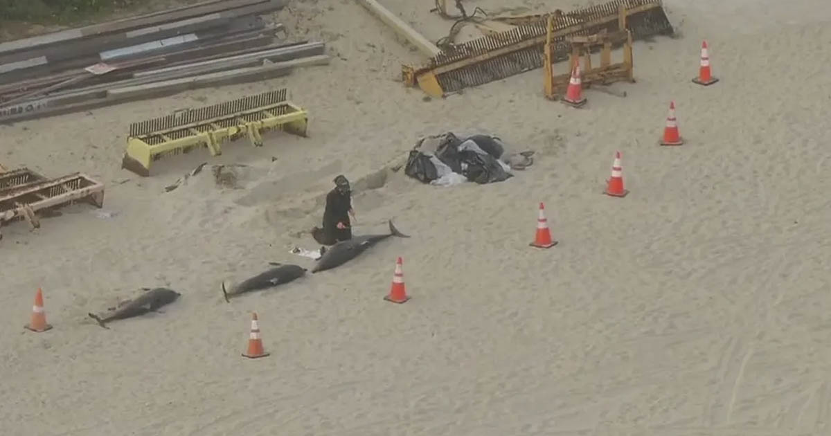 Mystery as Dead Dolphins Appear Along Southern California Shoreline
