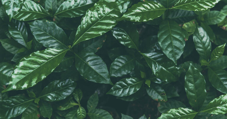 What Is Coffee Leaf Tea? 5 Potential Benefits.