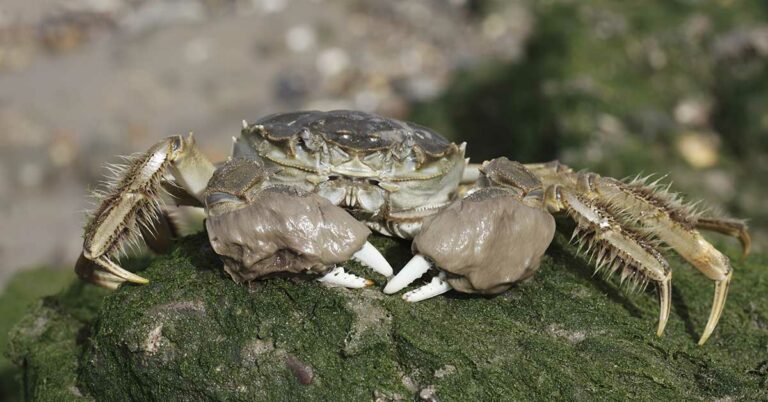 Invasive Crab with Distinctive ‘Mitten Claws’ Makes First Appearance in ...