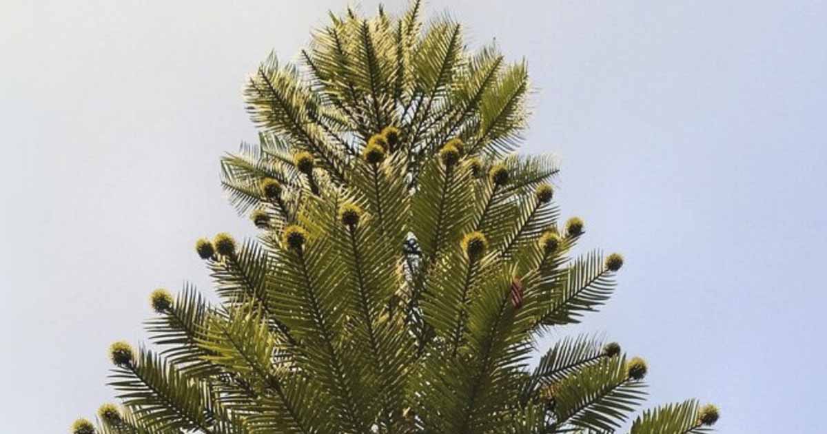 Critically Endangered ‘Dinosaur Tree’ Produces Fruit for the First Time