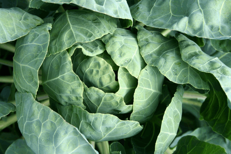 Cabbage: A Nutrient-Packed Superfood, But Some People May Need to Avoid It