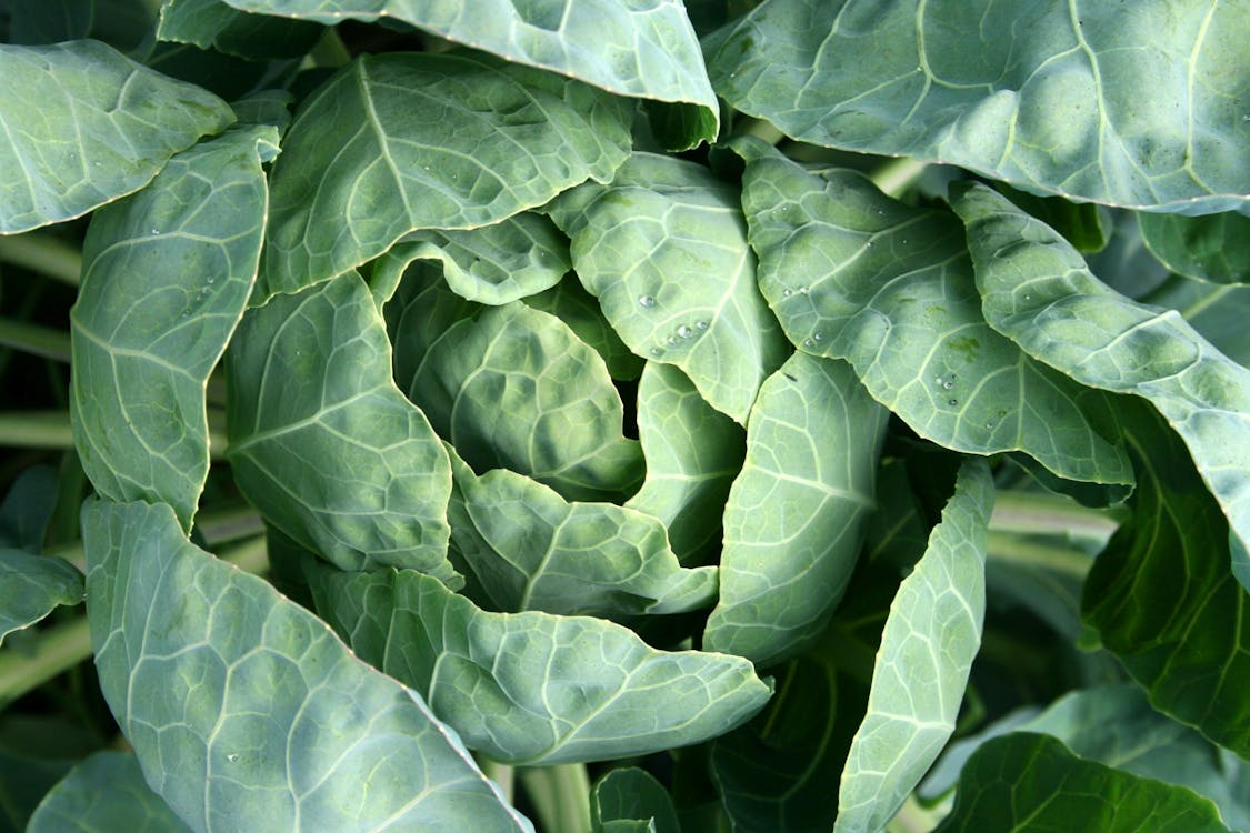 Cabbage: A Nutrient-Packed Superfood, But Some People May Need to Avoid It