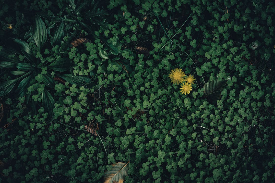 10 Leaves With Powerful Medicinal Value : The Hearty Soul