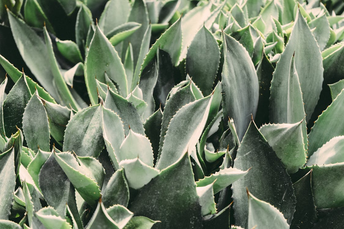 10 Leaves With Powerful Medicinal Value : The Hearty Soul