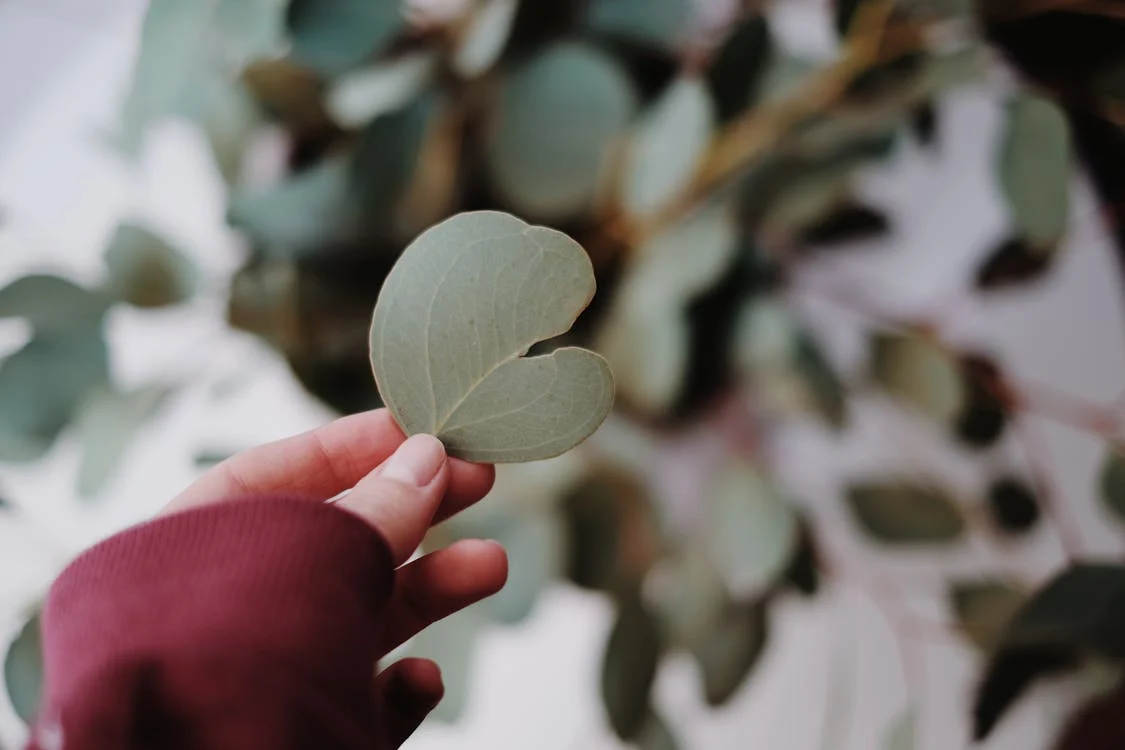 10 Leaves With Powerful Medicinal Value : The Hearty Soul