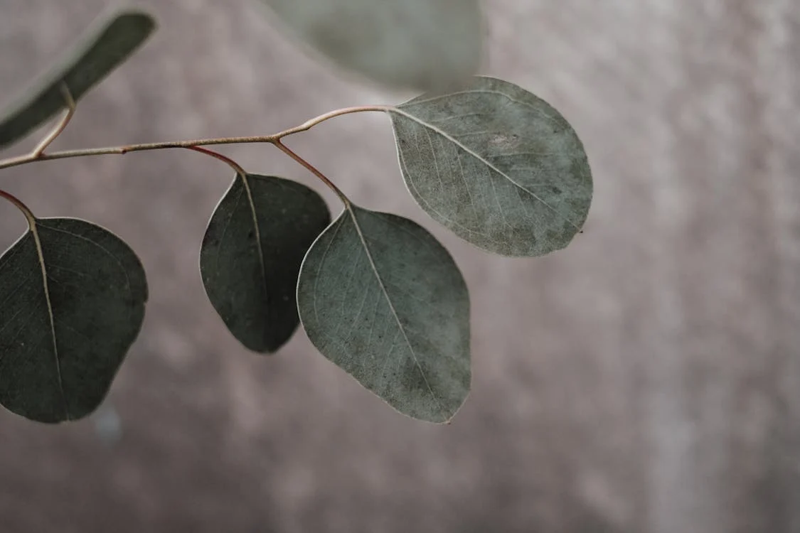 10 Leaves With Powerful Medicinal Value : The Hearty Soul
