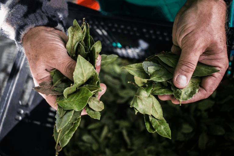 10 Leaves With Powerful Medicinal Value : The Hearty Soul