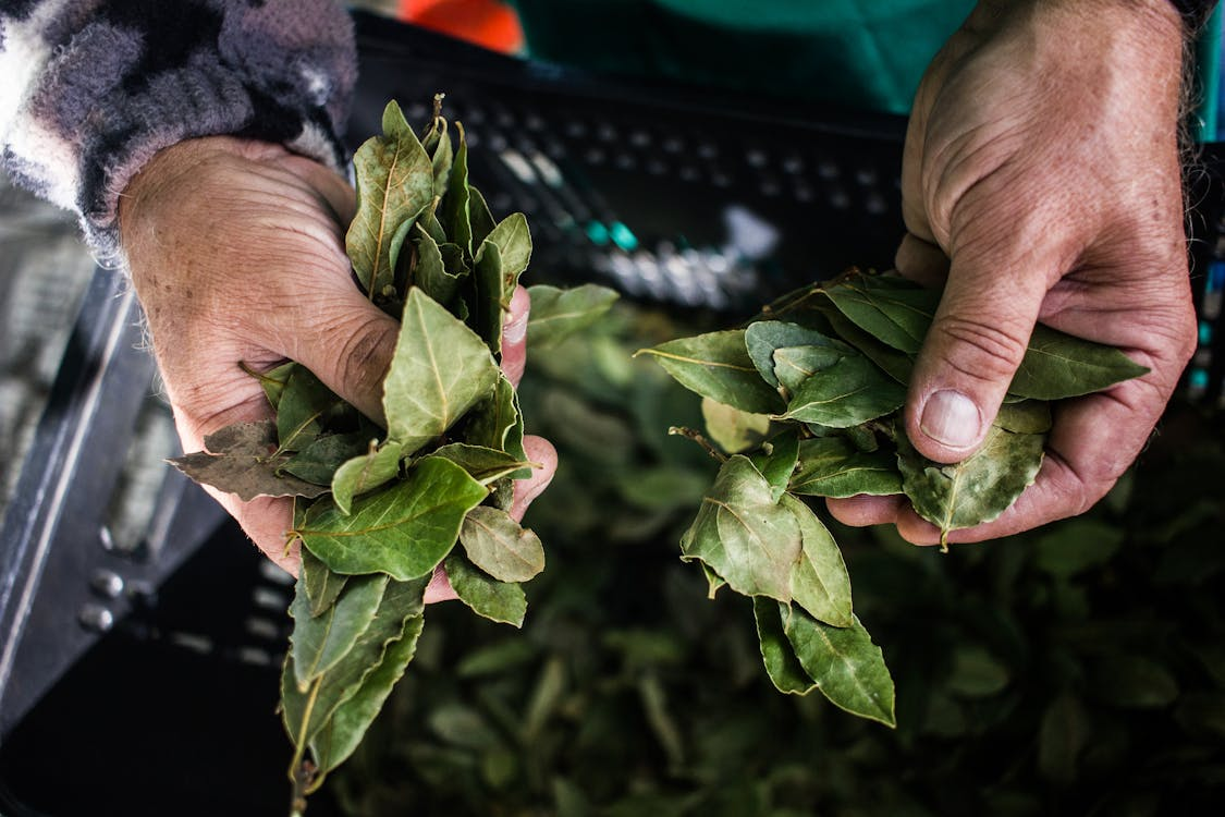 10 Leaves With Powerful Medicinal Value : The Hearty Soul