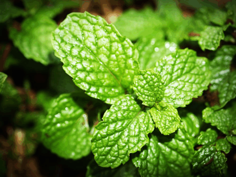 10 Leaves With Powerful Medicinal Value : The Hearty Soul
