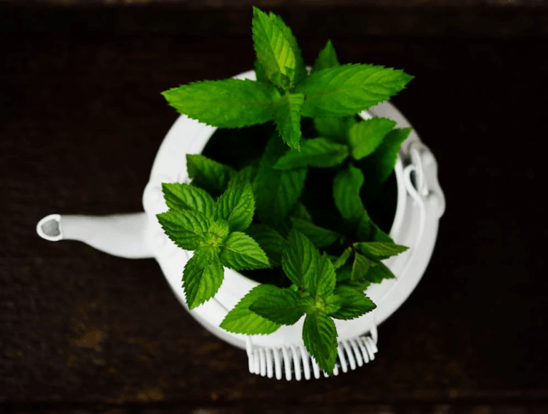 The Health Benefits of Mint and How to Use It Every Day