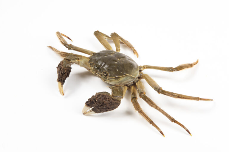 Invasive Crab with Distinctive ‘Mitten Claws’ Makes First Appearance in ...