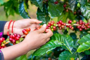 What Is Coffee Leaf Tea? 5 Potential Benefits.