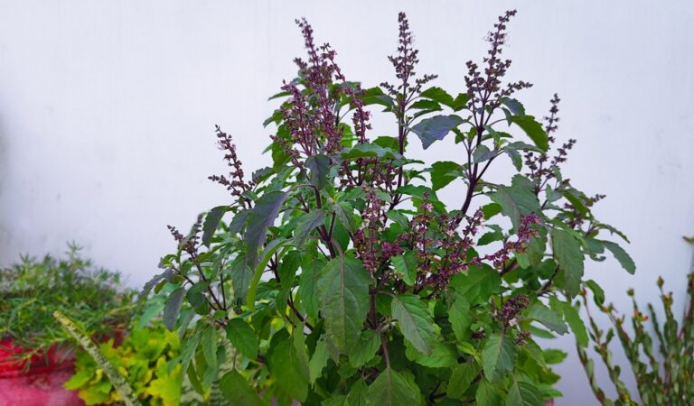 10 Leaves With Powerful Medicinal Value : The Hearty Soul