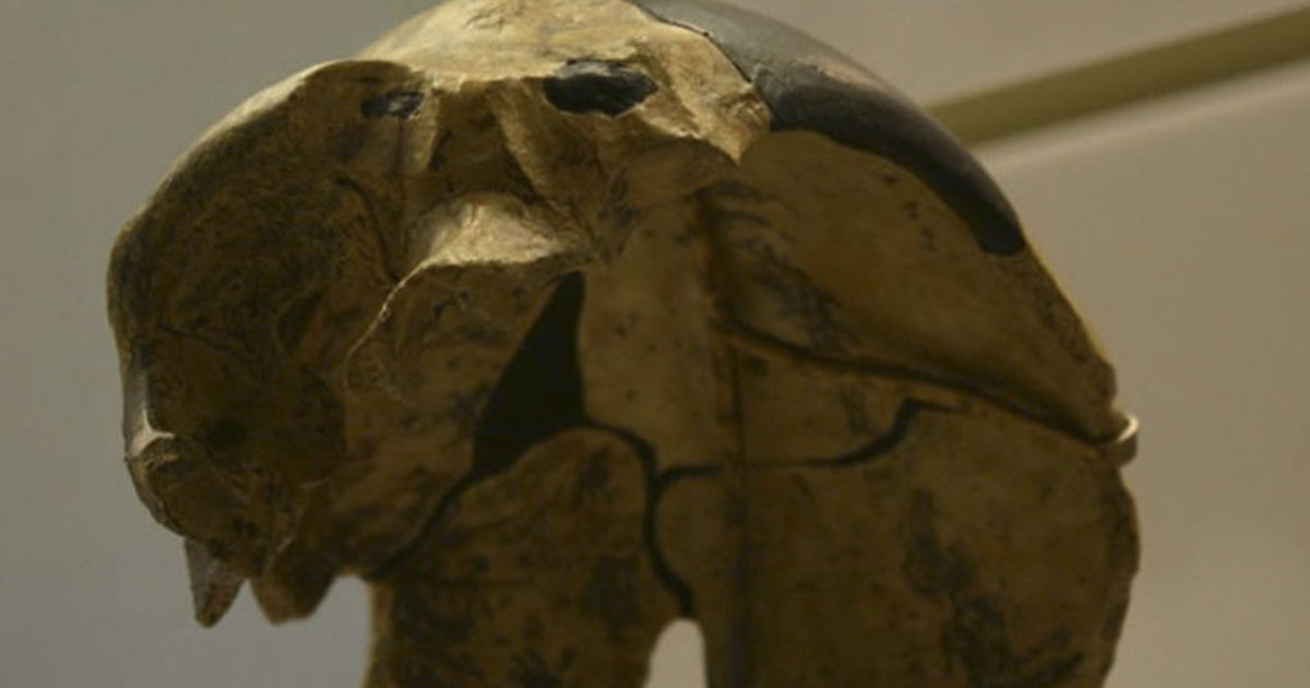 300,000-Year-Old Skull Found Unlike Any Known Human Species