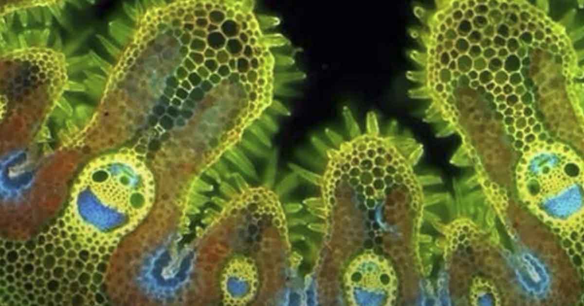 Under a Microscope, Grass Appears to Be Smiling When It Rains