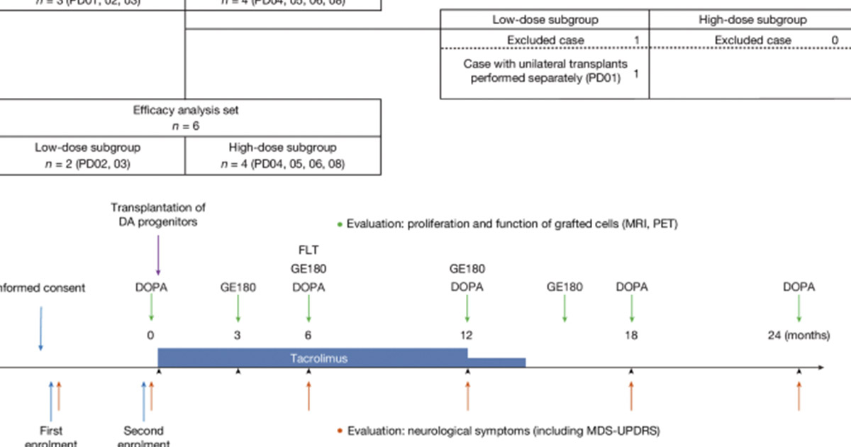 Lab-Grown Brain Cells Show Early Promise in Parkinson’s Treatment