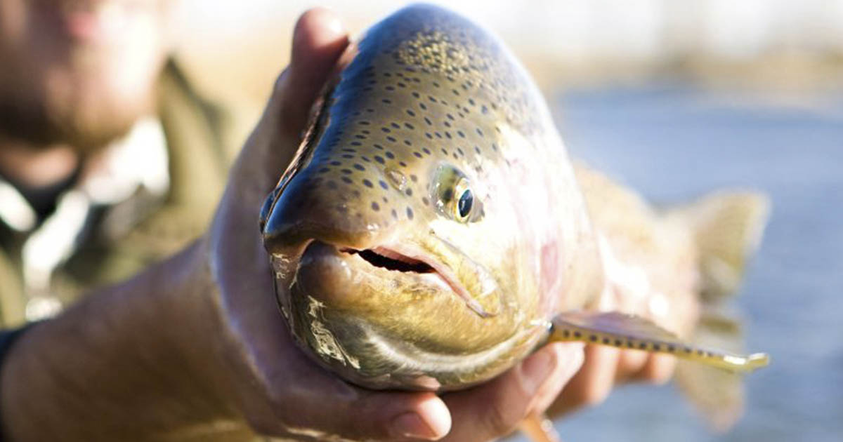 Fish Can Feel Severe Pain for Nearly Half an Hour When Removed From Water