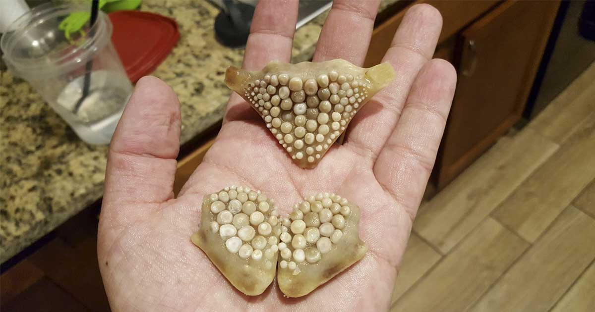 15+ Mysterious Items That Ended Up Being Easy to Identify
