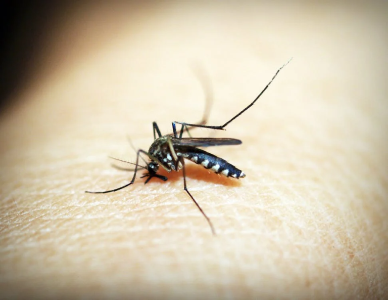 Does The ‘Hot Spoon Method’ Work for Mosquito Bites?