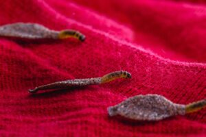 Discover the Kamitetep: A Moth Species That Clings to Your Walls