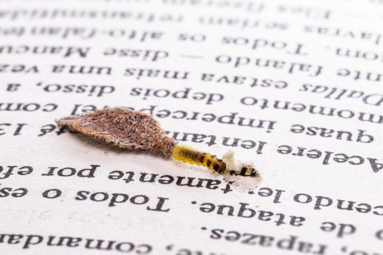 Discover the Kamitetep: A Moth Species That Clings to Your Walls