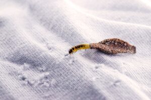 Discover the Kamitetep: A Moth Species That Clings to Your Walls