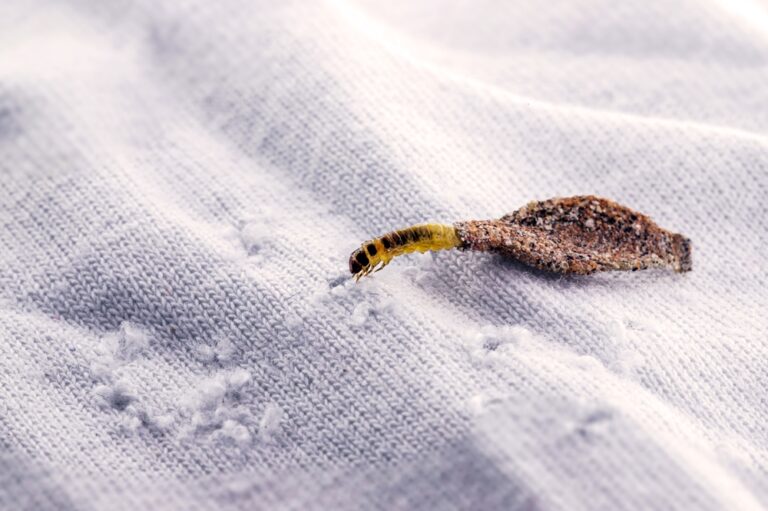 Discover the Kamitetep: A Moth Species That Clings to Your Walls