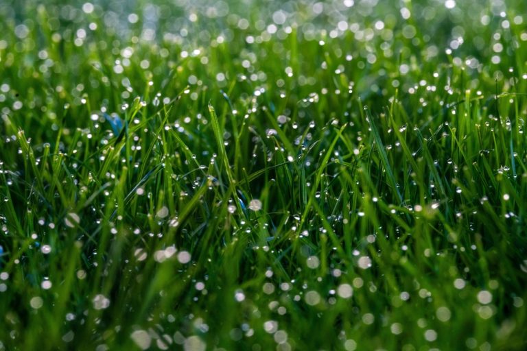 Under a Microscope, Grass Appears to Be Smiling When It Rains