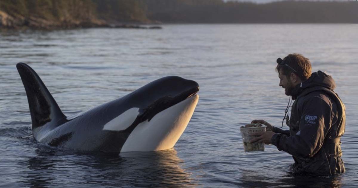 Wild Orcas Offering Food to Humans: Friendship or Manipulation?