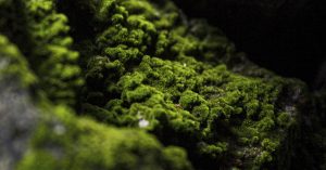 Moss-Growing Concrete: The Eco-Friendly Way to Cool and Clean Cities