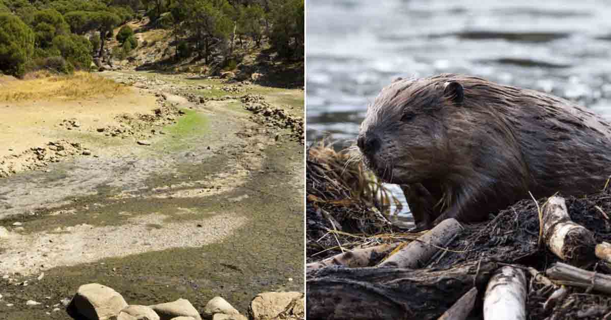 Beavers Restored a Dying River in the Desert — Here's What Happened ...