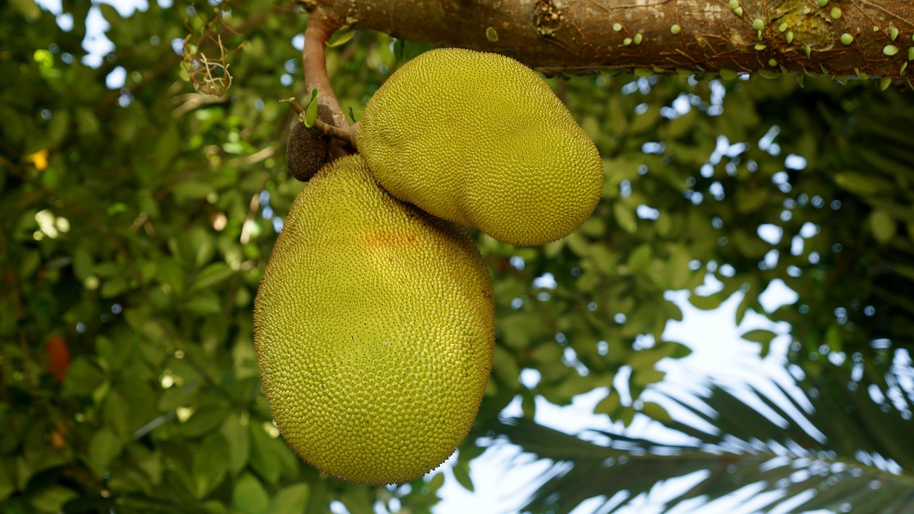 Jackfruit: 7 Benefits of Adding This High-Protein Fruit to Your Diet