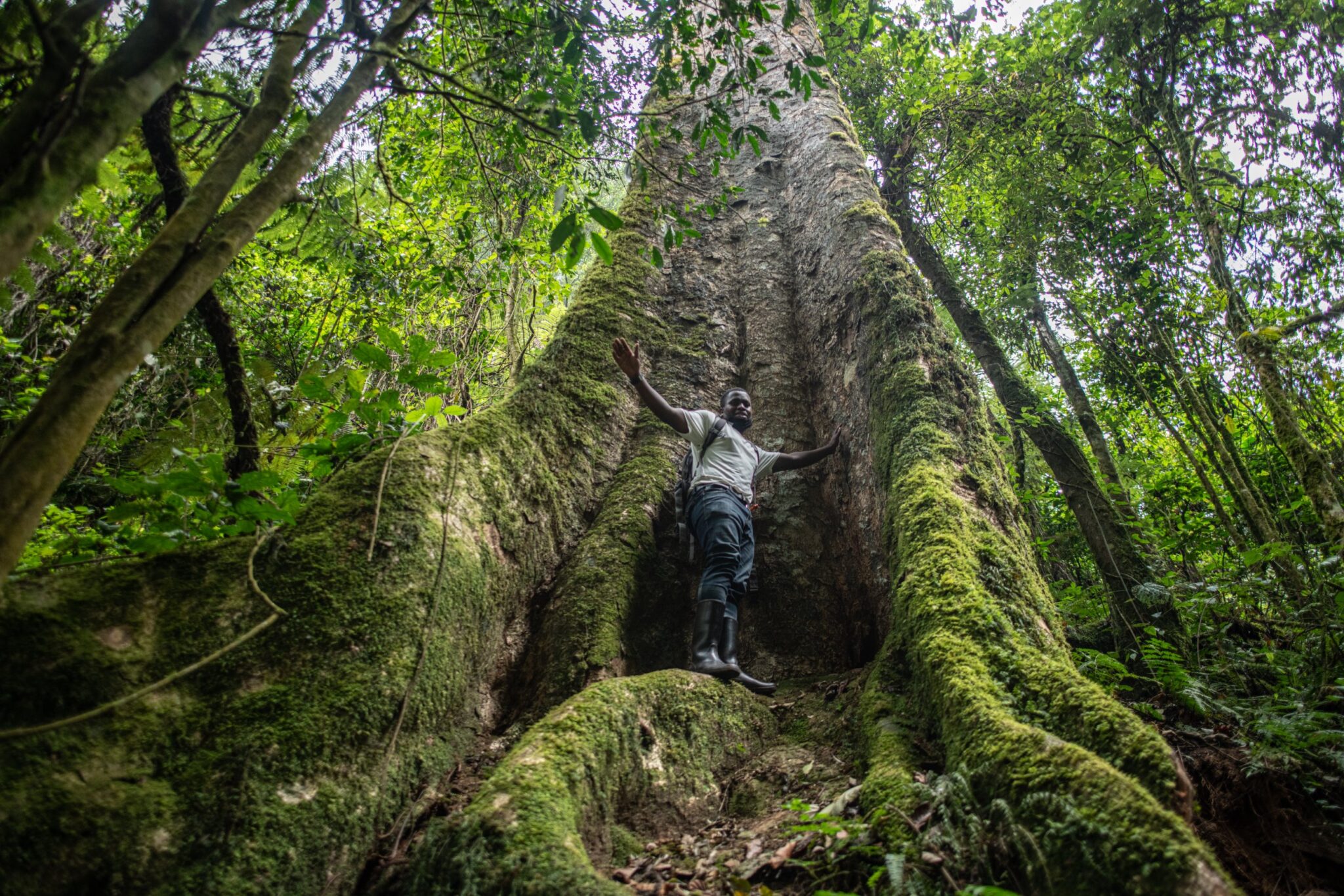 3,000-Year-Old Ancient Trees Discovered in Tanzania for the First Time ...