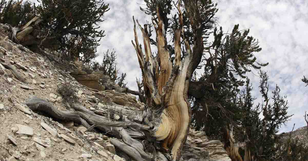 California’s 5,000-Year-Old Tree Is Hidden in Plain Sight