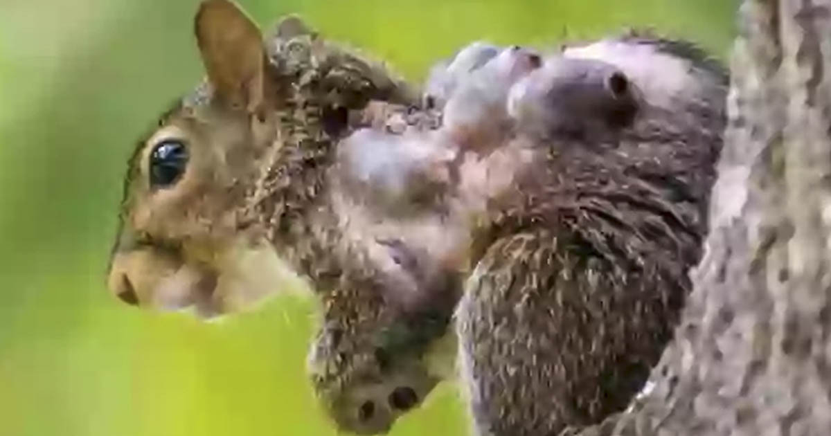 Disturbing Parasite in Squirrels Prompts Urgent Warning From Animal Rescuers