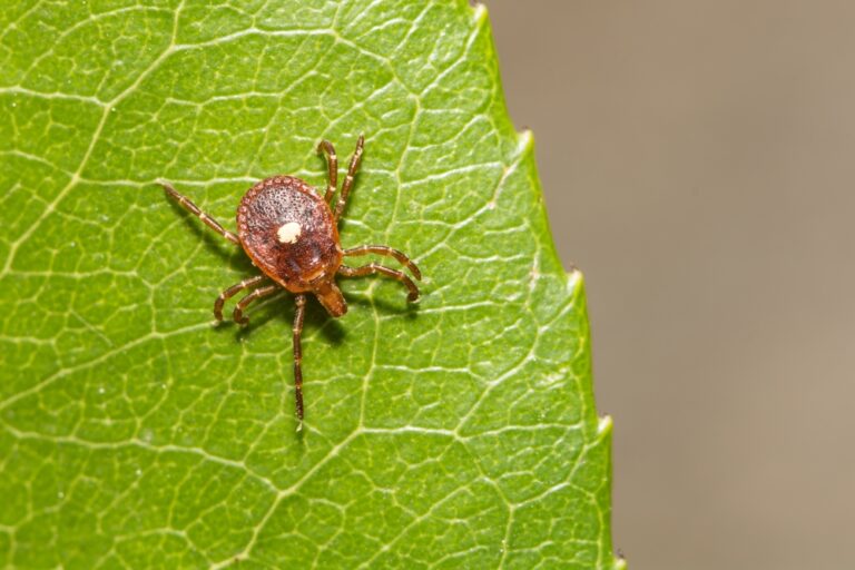 What Makes Lone Star Ticks a Serious Health Risk