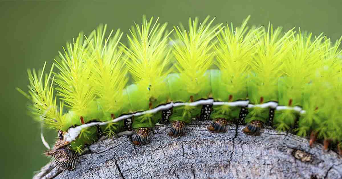 Venomous Caterpillars: Nature’s Most Unexpected Killers
