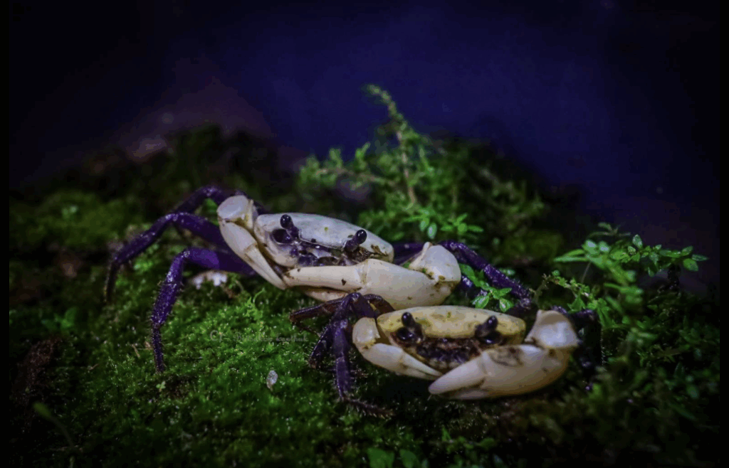 Rare Purple Princess Crabs Spotted in Thailand