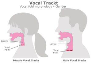 Your Adam’s Apple: What is it and Why Does Everyone Has One?