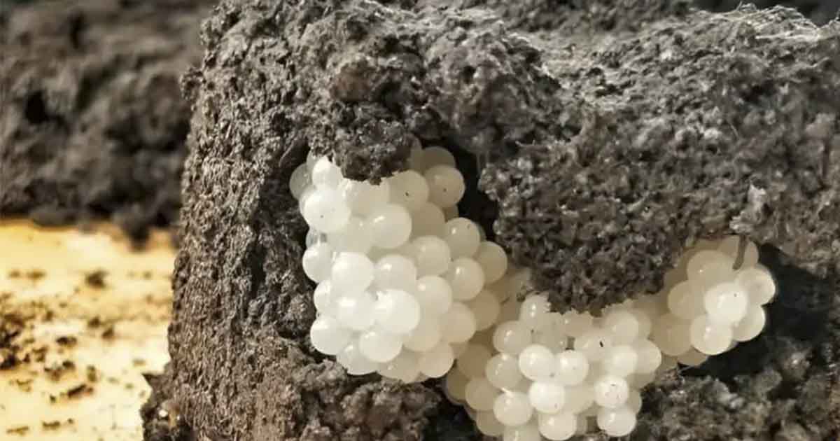 Spot Slug and Snail Eggs Early to Protect Your Garden